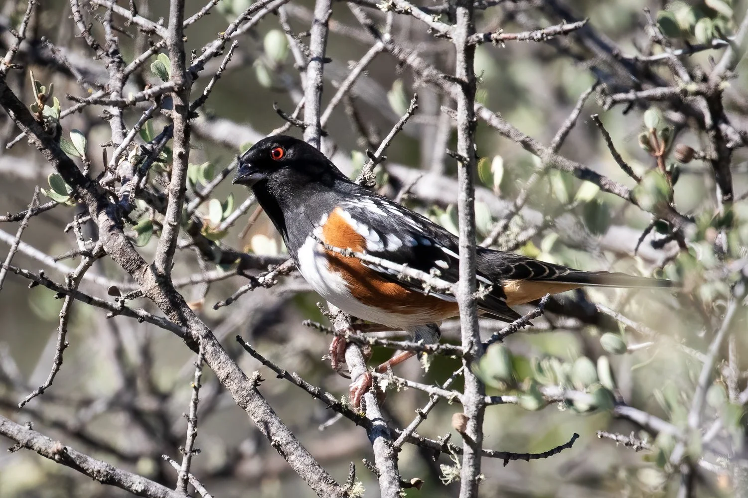 PHOTOS & RECAP: 2021 Member Picnic & Annual Meeting