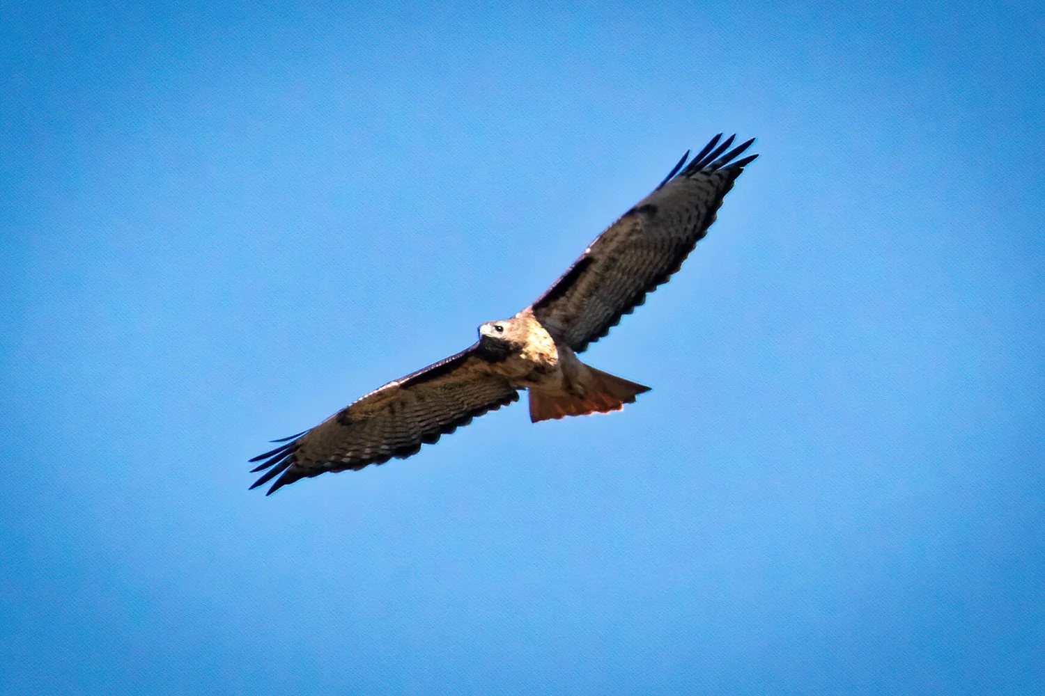 PHOTOS & RECAP: 2021 Member Picnic & Annual Meeting