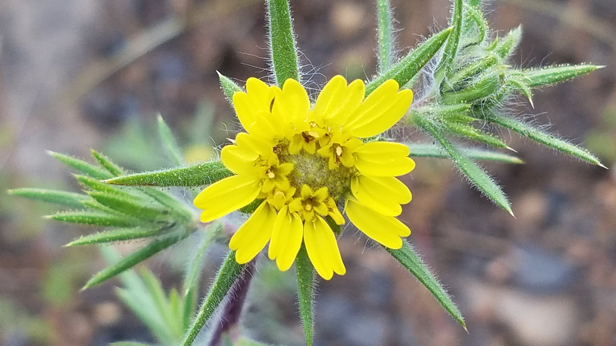 Wildflowers of the Rogue River Preserve