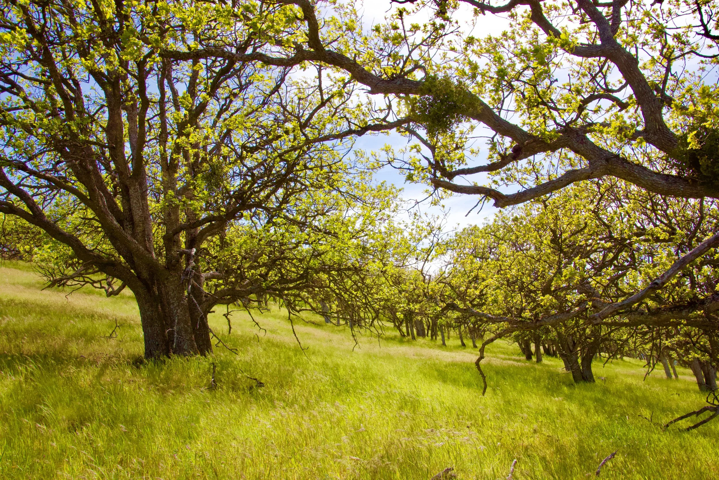 Pompadour Bluff: Oaks and Wildlife