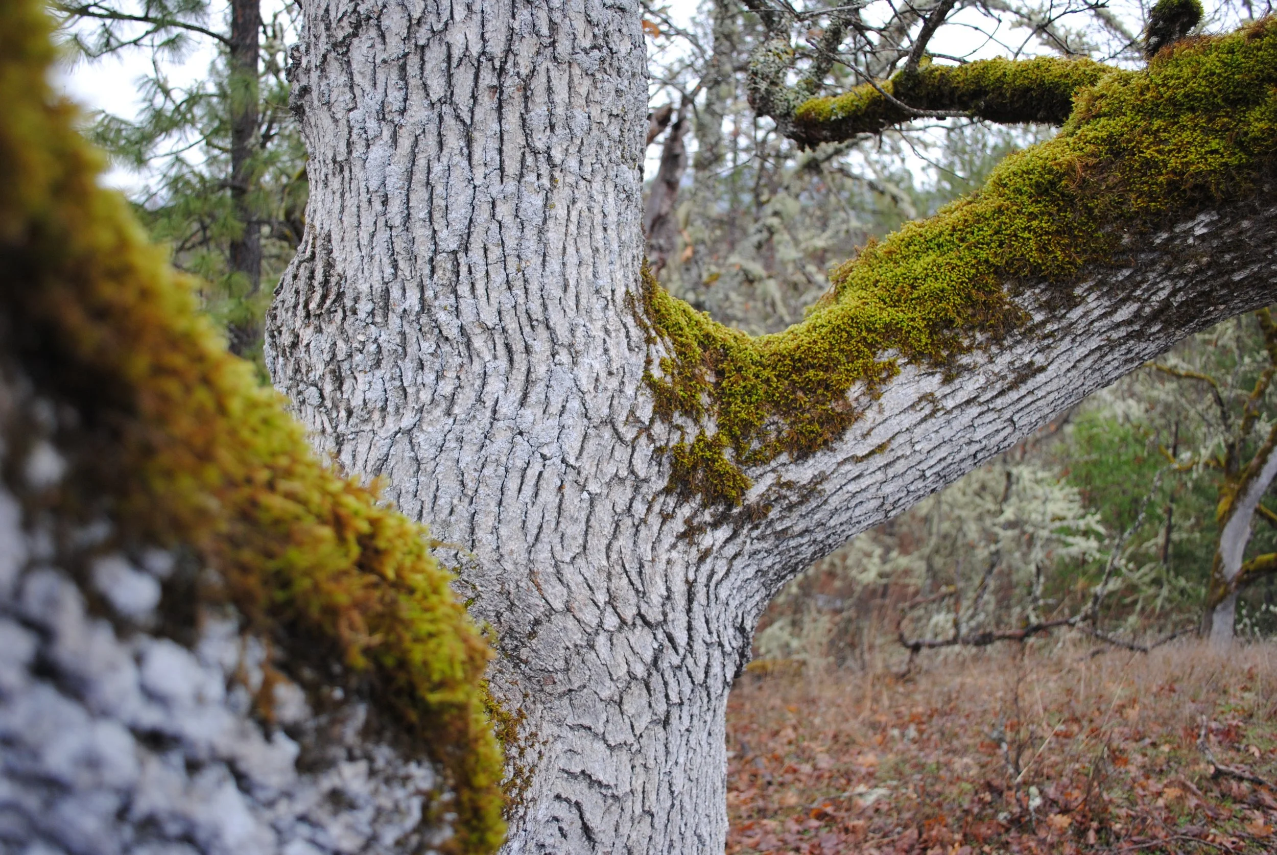 Pompadour Bluff: Oaks and Wildlife