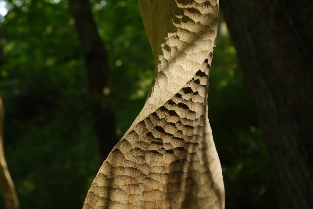 Malcolm Martin & Gaynor Dowling — The Hannah Peschar Sculpture Garden