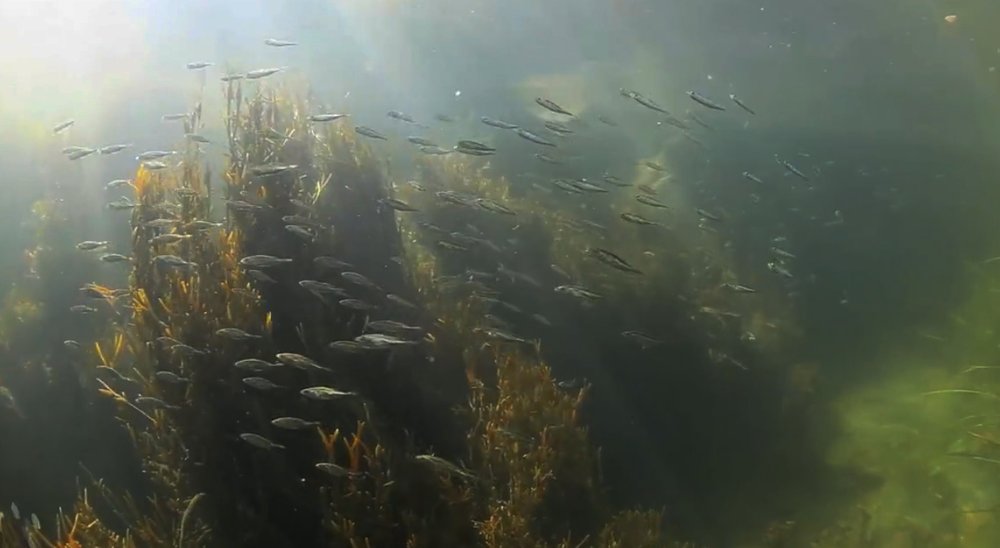 Maine Rockweed Coalition