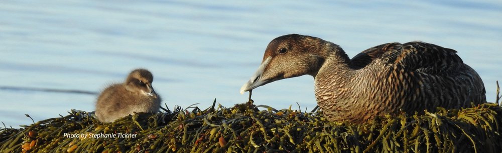 Maine Rockweed Coalition