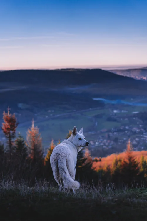 are you 'ecologically bored'? — Whole & Wild