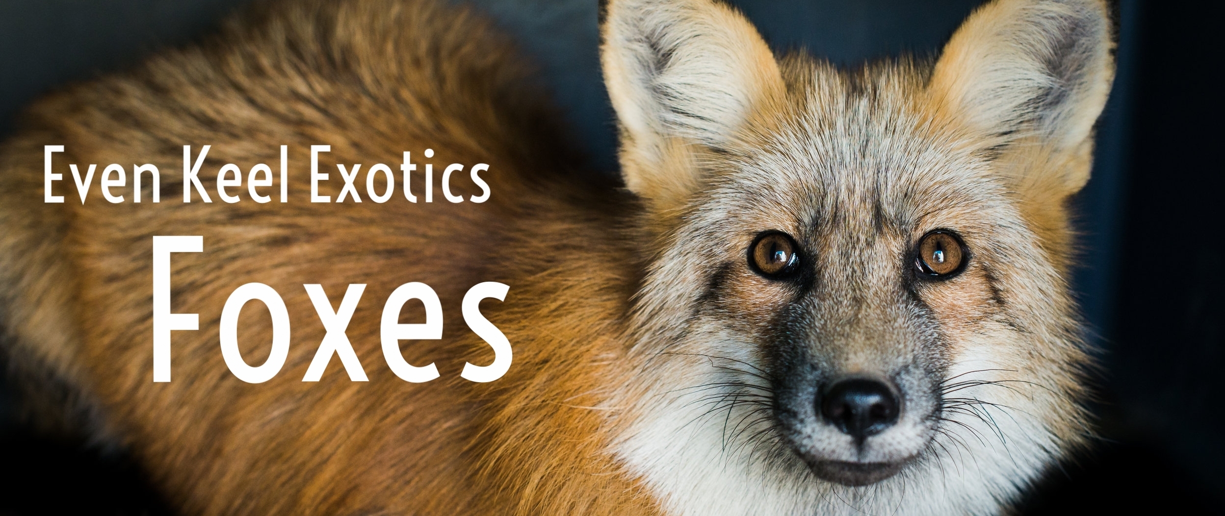 Red Fox Pet