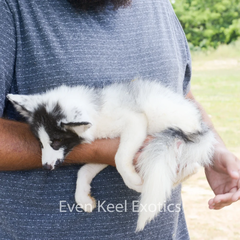 Marble Fox Kit