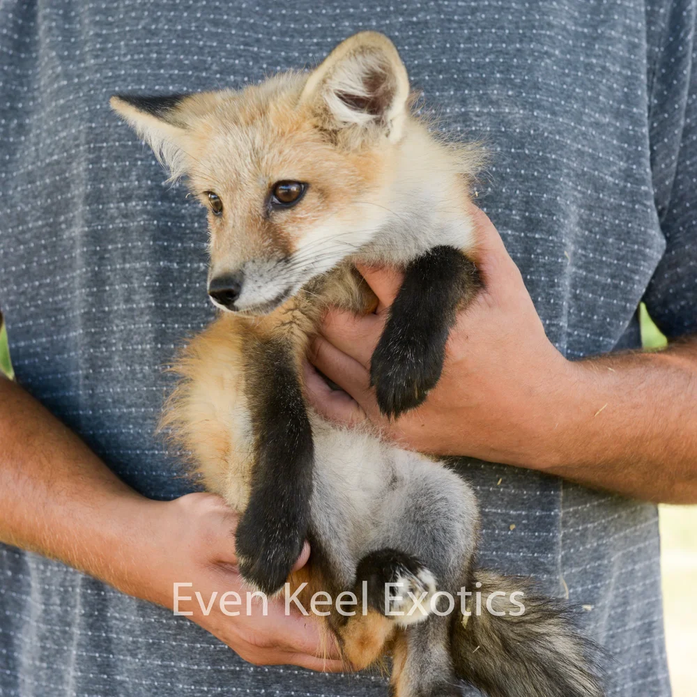 Fox Cubs For Sale