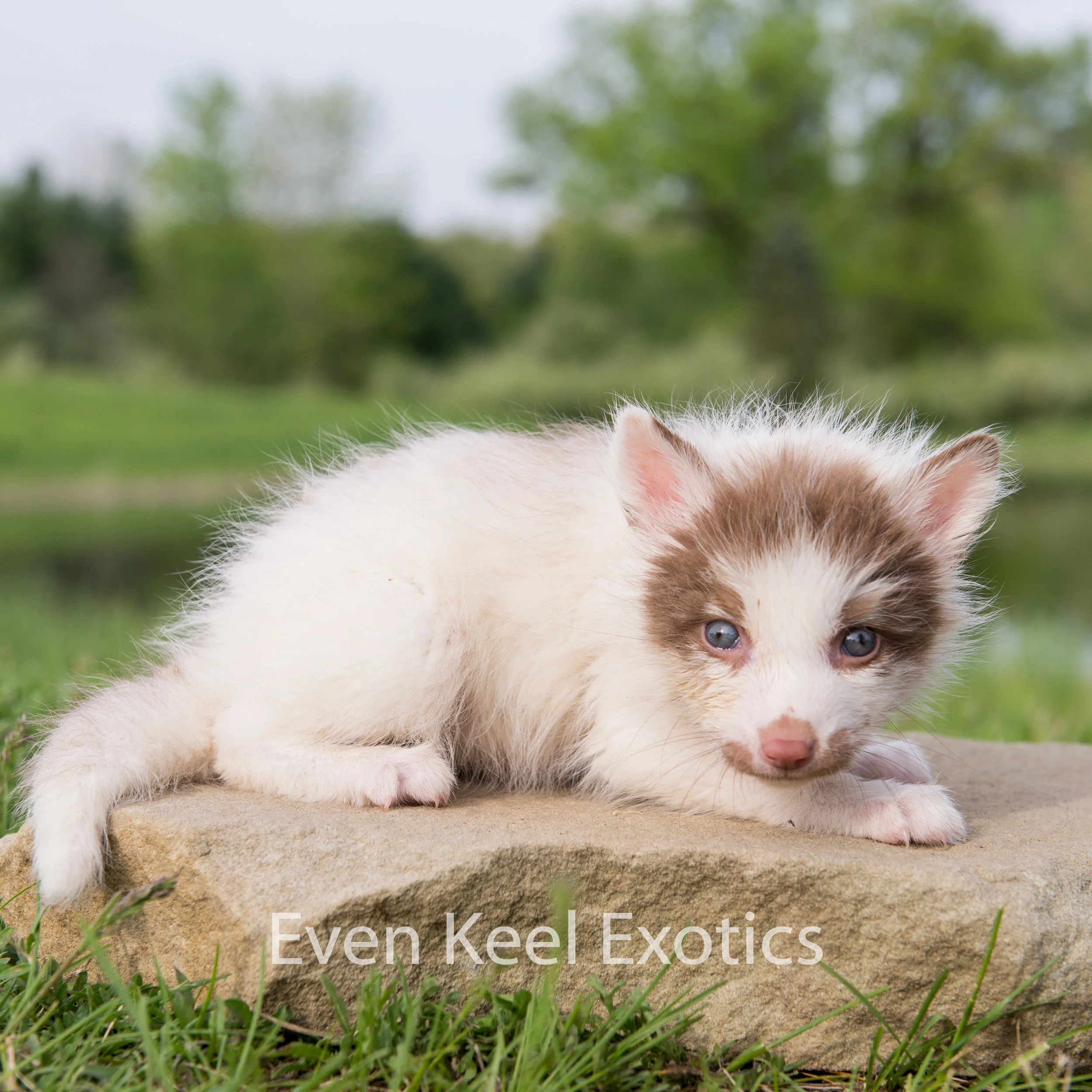 Arctic Marble Fox Pet