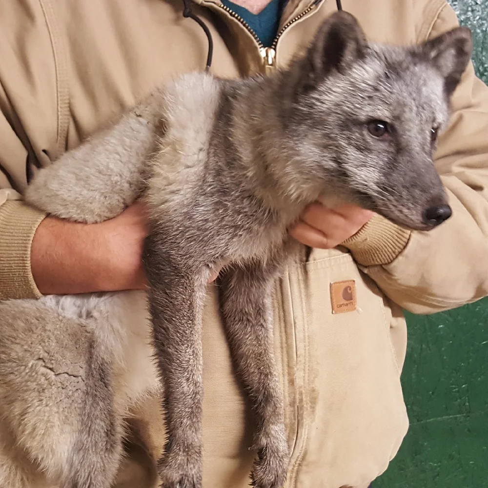 Baby Blue Arctic Fox
