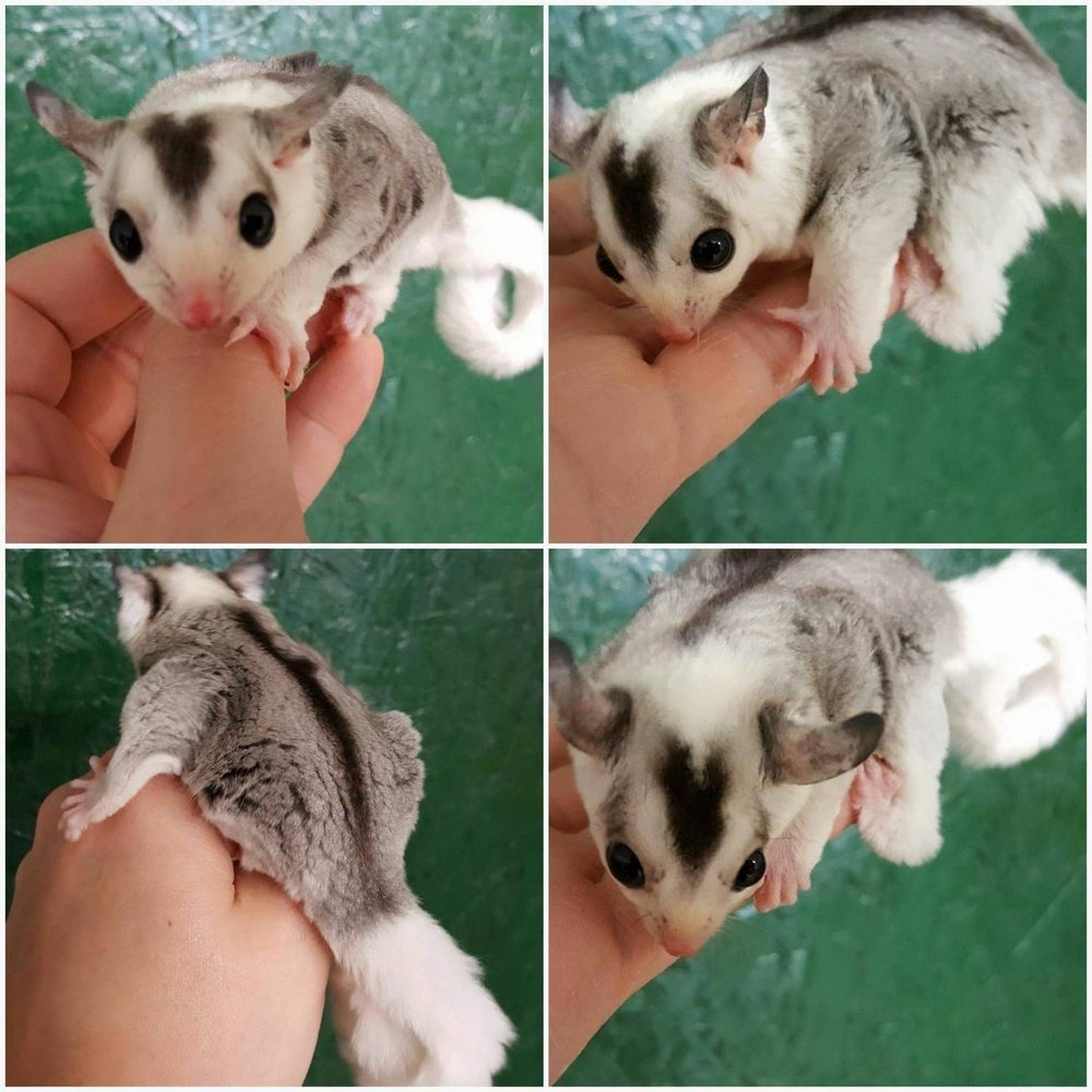 Sugar Glider Mosaic