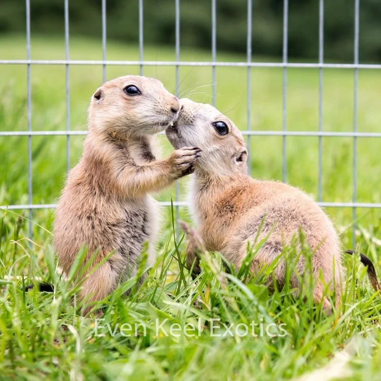 Do Prairie Dogs Make Good Pets