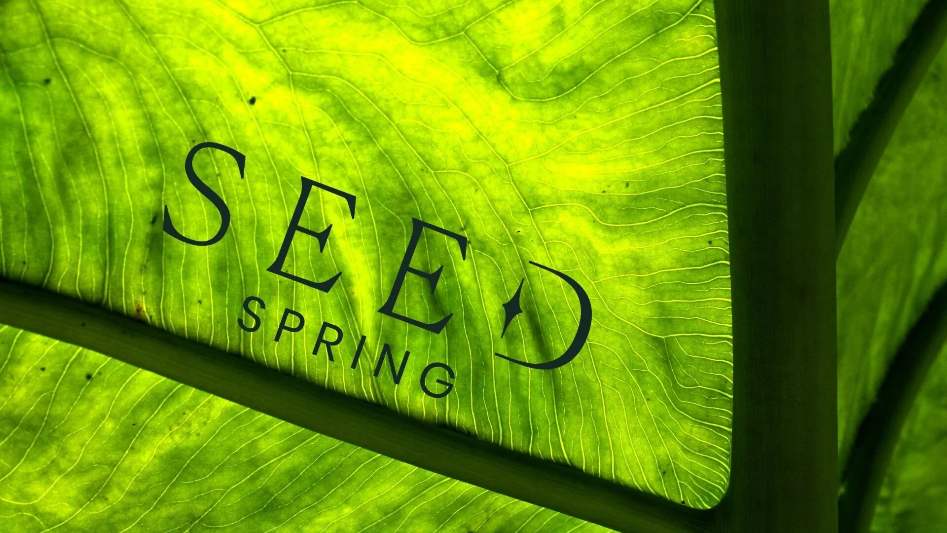 S E E D Spring S E E D Health Wellness s-e-e-d-spring-s-e-e-d-health-wellness