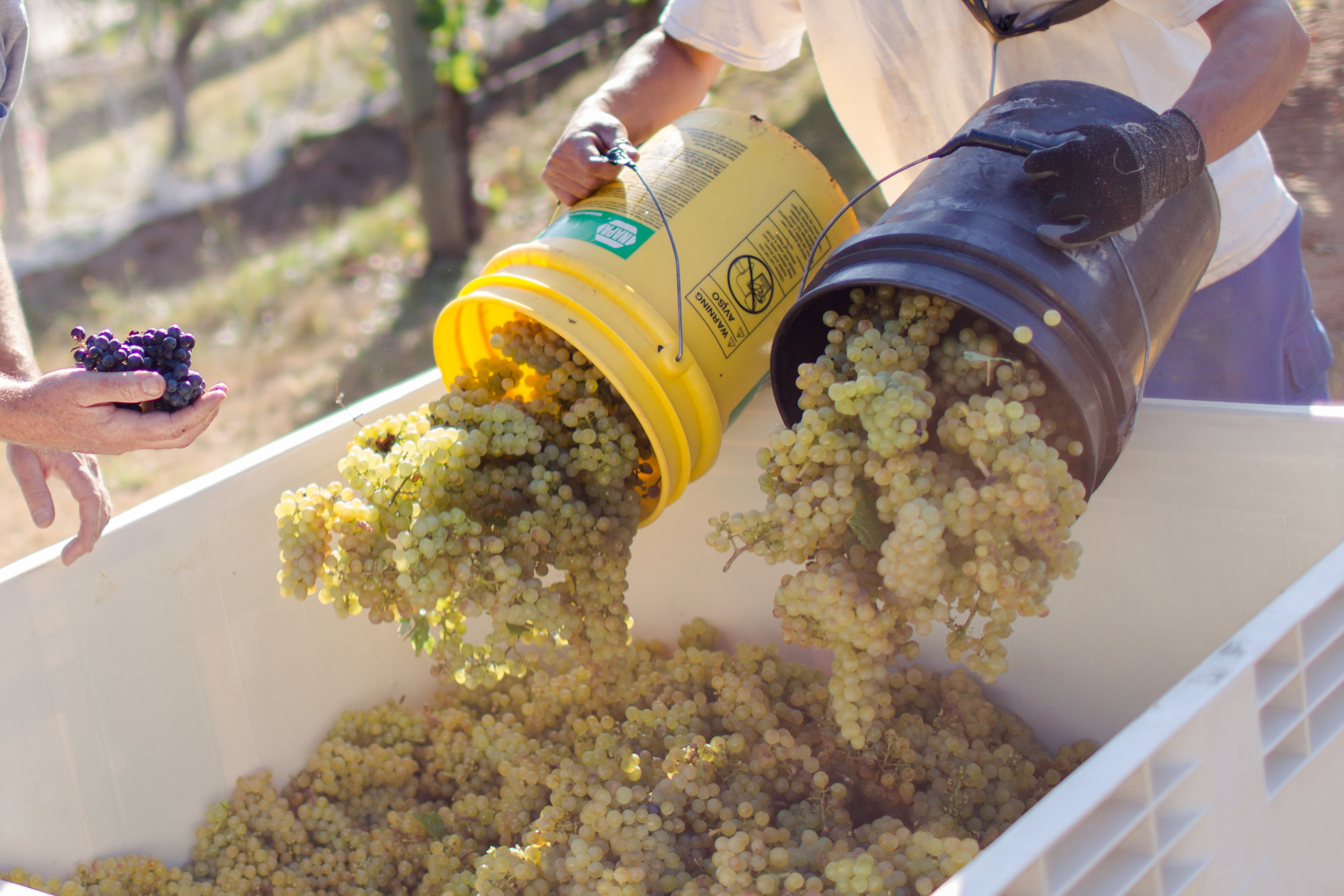 About Us — twill cellars