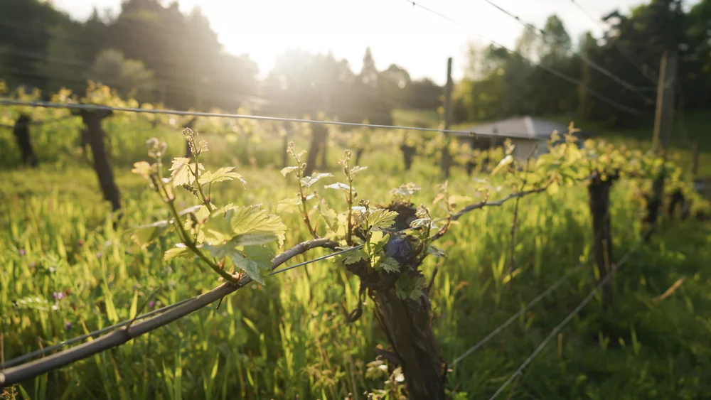 Visit — twill cellars