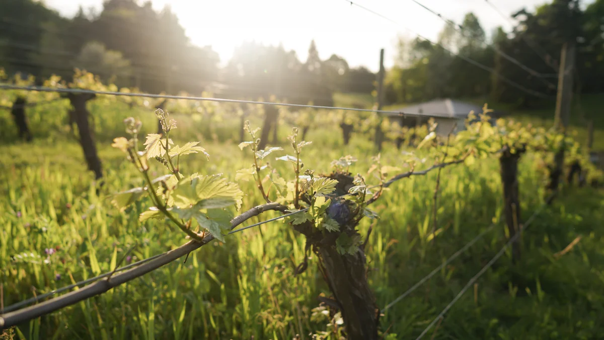 Visit — twill cellars