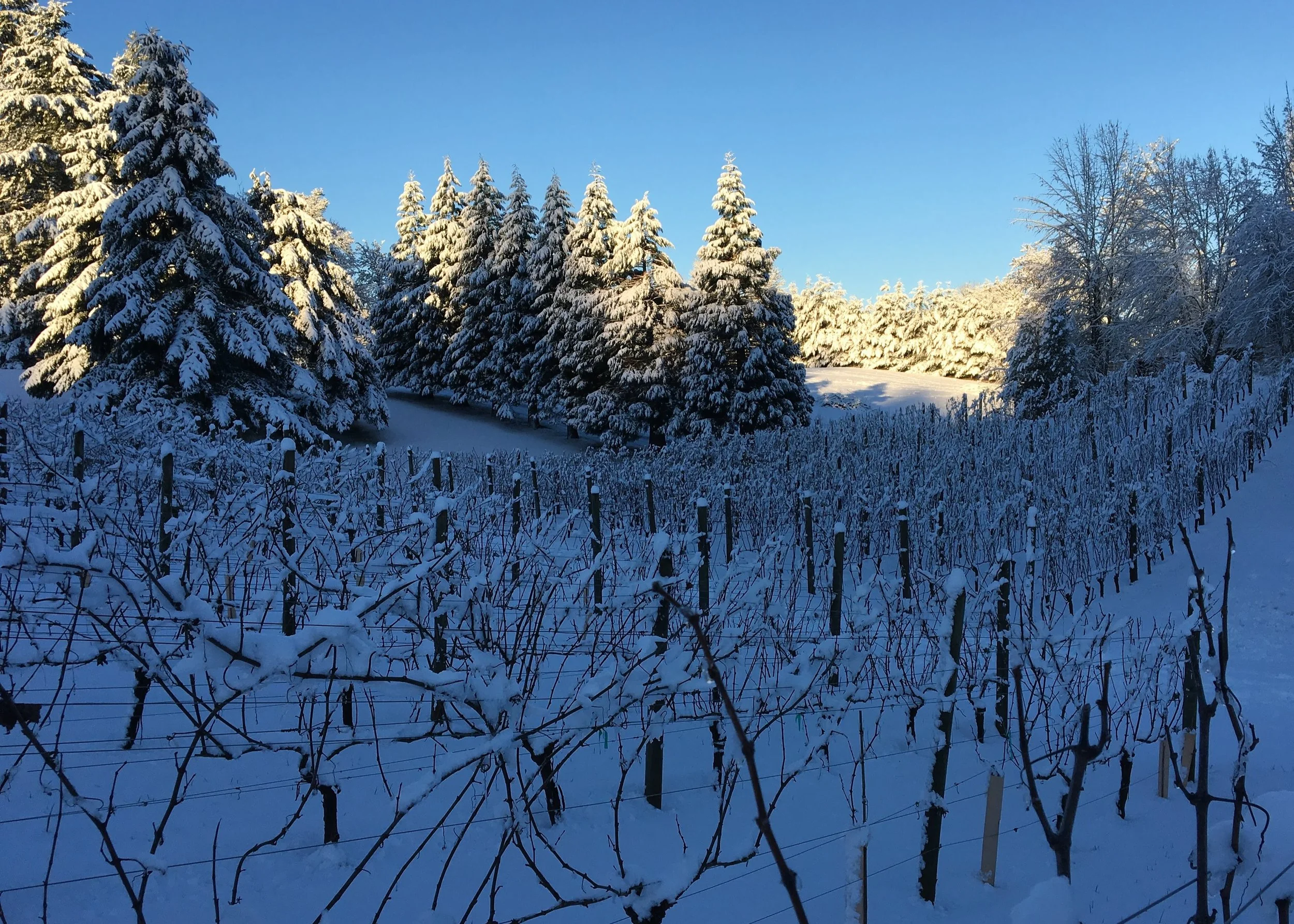 Visit — twill cellars