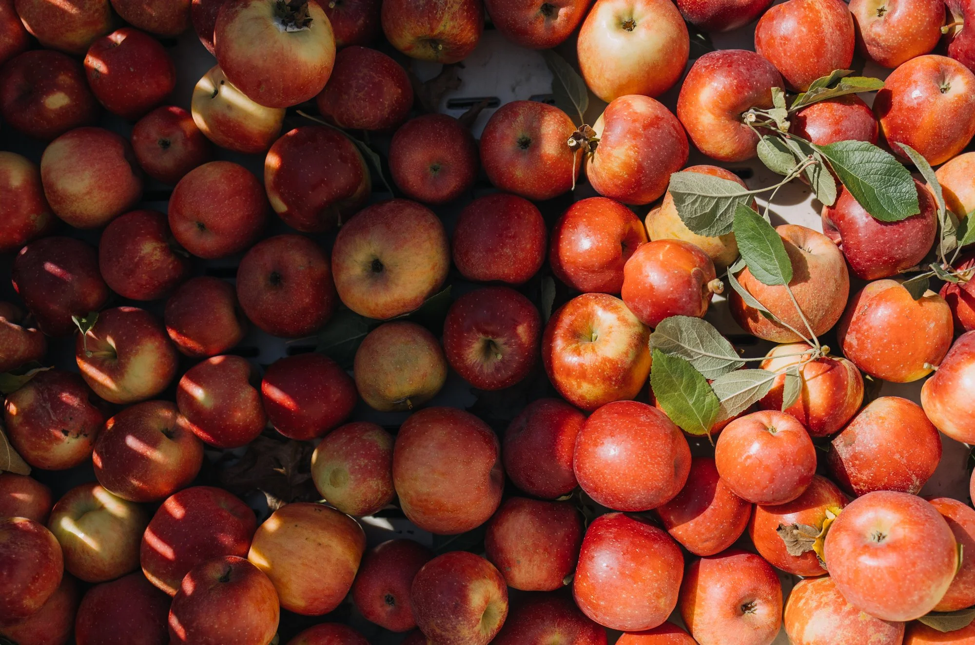 Michelle & Jason Hannan with Grillbilly's Smoke Wagon — Big Hill Ciderworks