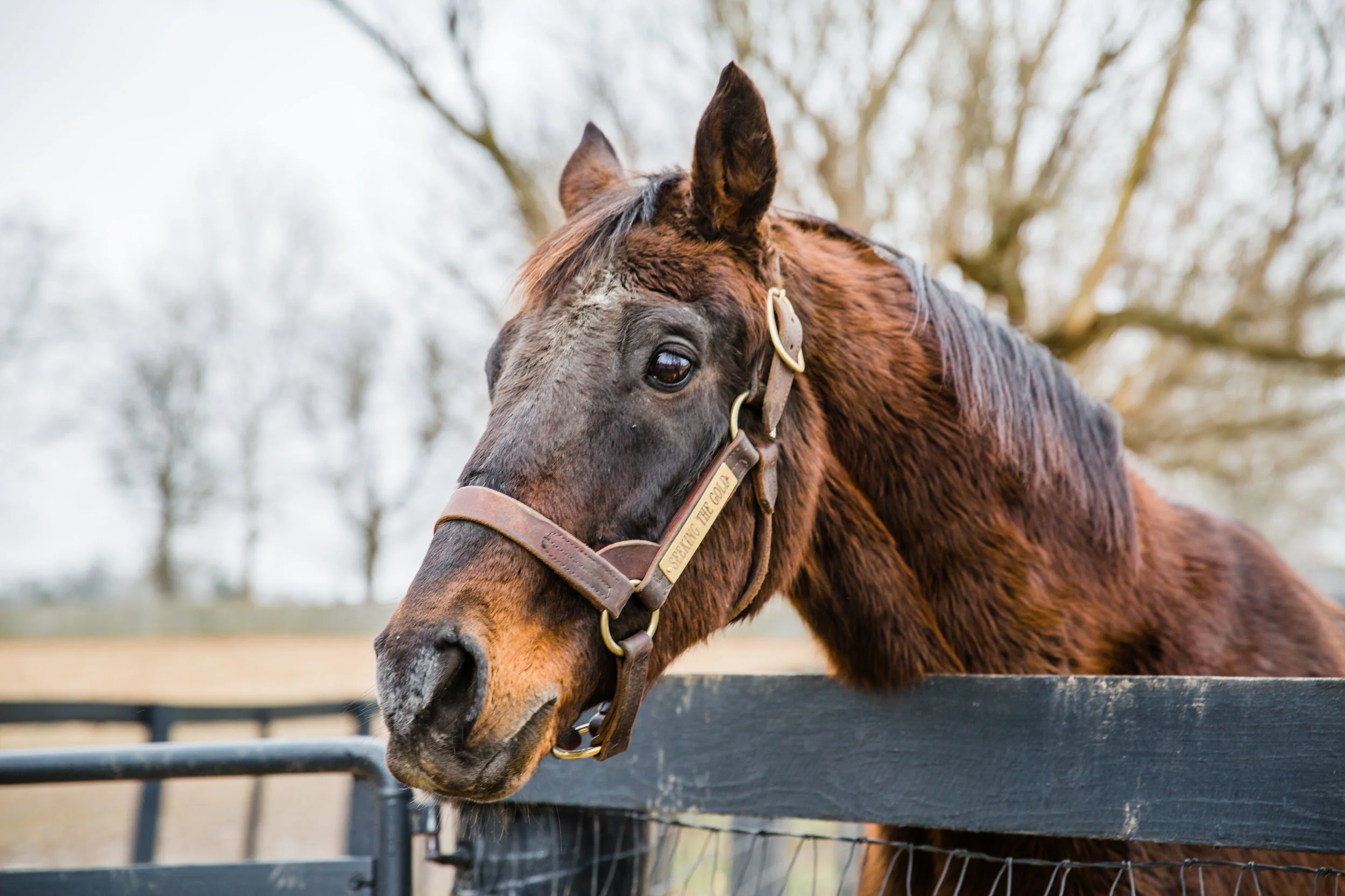 Equestriblog - Bluebloods in the Bluegrass: How Kentucky’s Soil ...