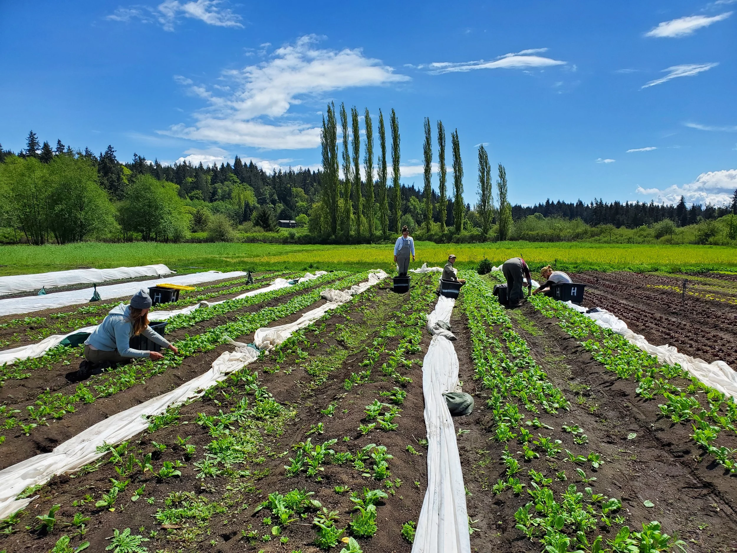 The Organic Farm School