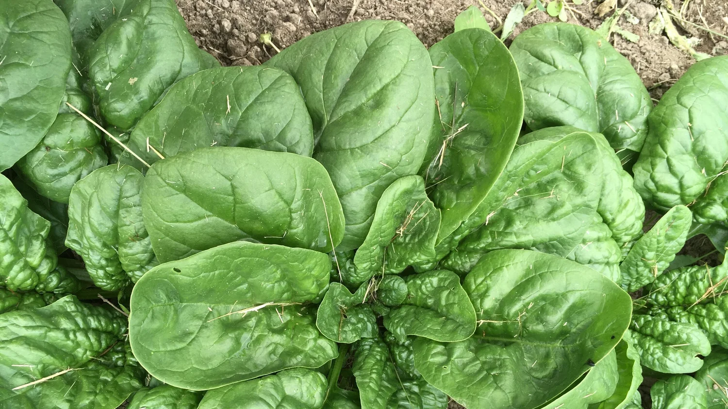 Recipes — The Organic Farm School