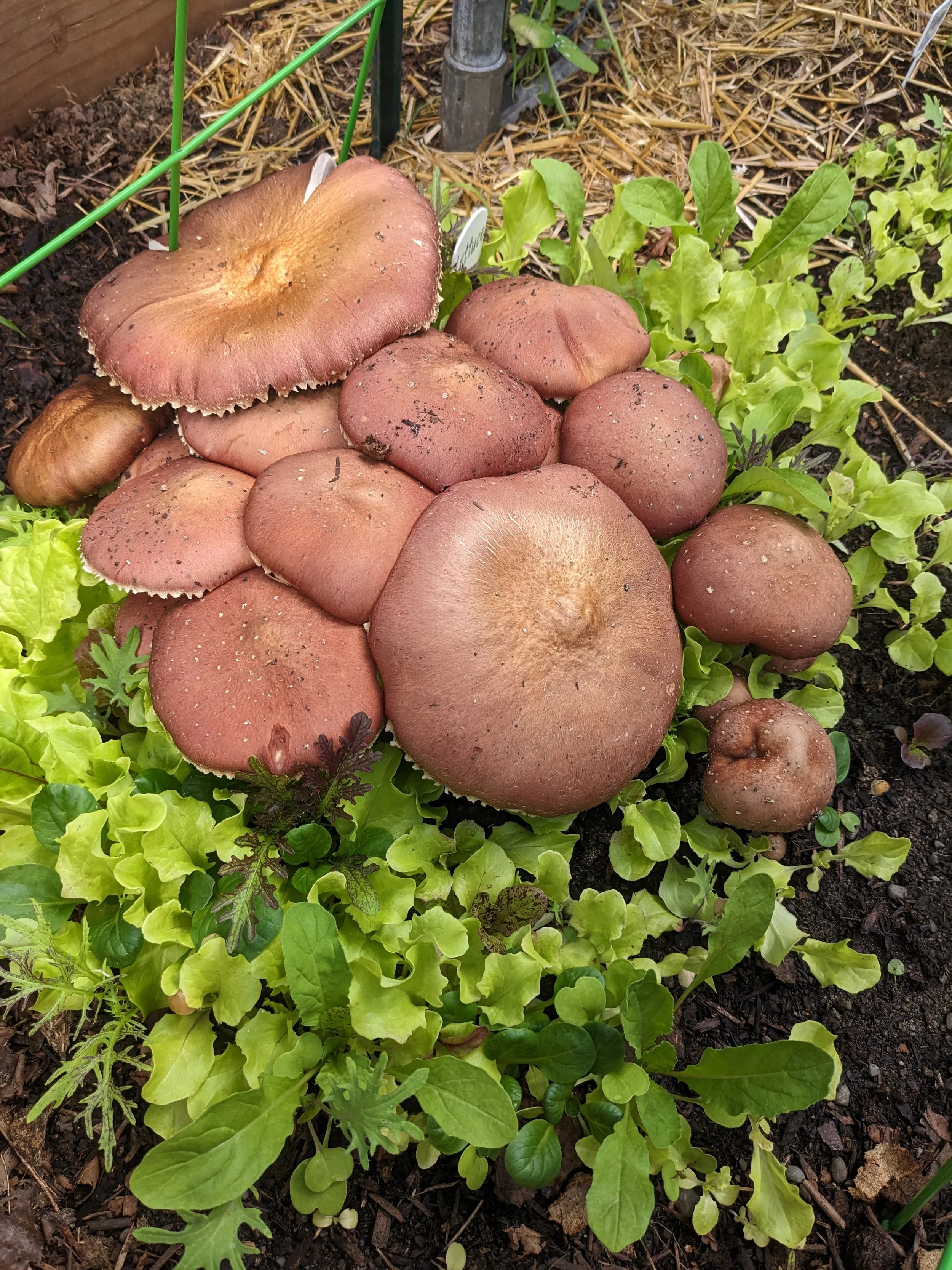 Cultivating Connection: Strait Up Shrooms — Jefferson County Farmers ...