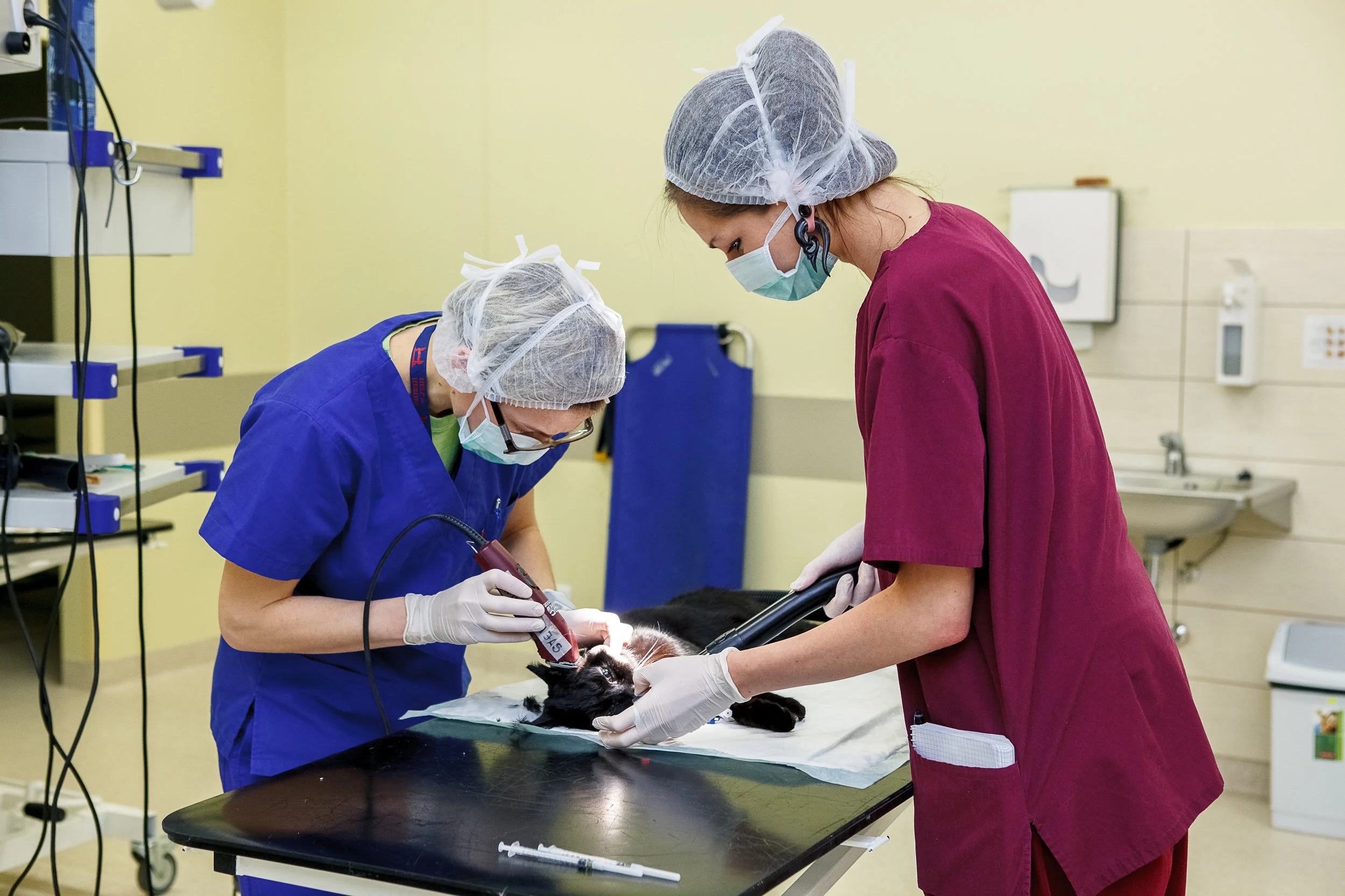 Veterinary Schools In Germany Taught In English INFOLEARNERS Veterinary Schools In Germany Taught In English INFOLEARNERS