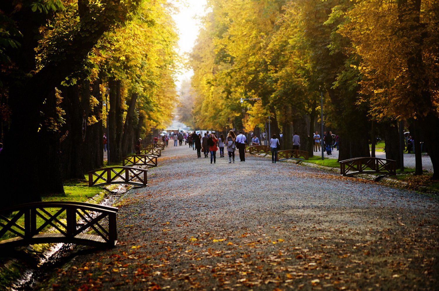 Study medicine in Romania — Study medicine in Europe