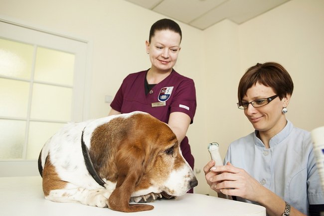 Veterinary — Study medicine in Europe