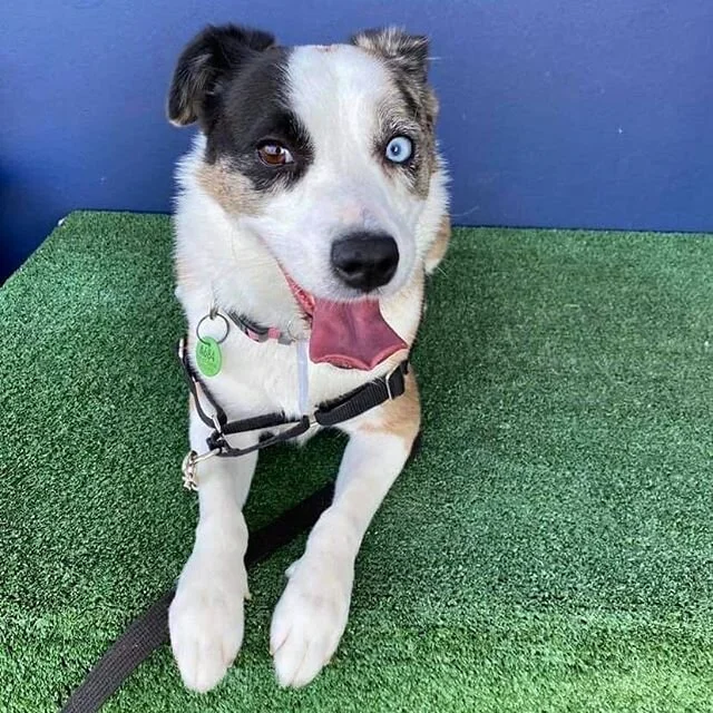 Best Friends Animal Rescue