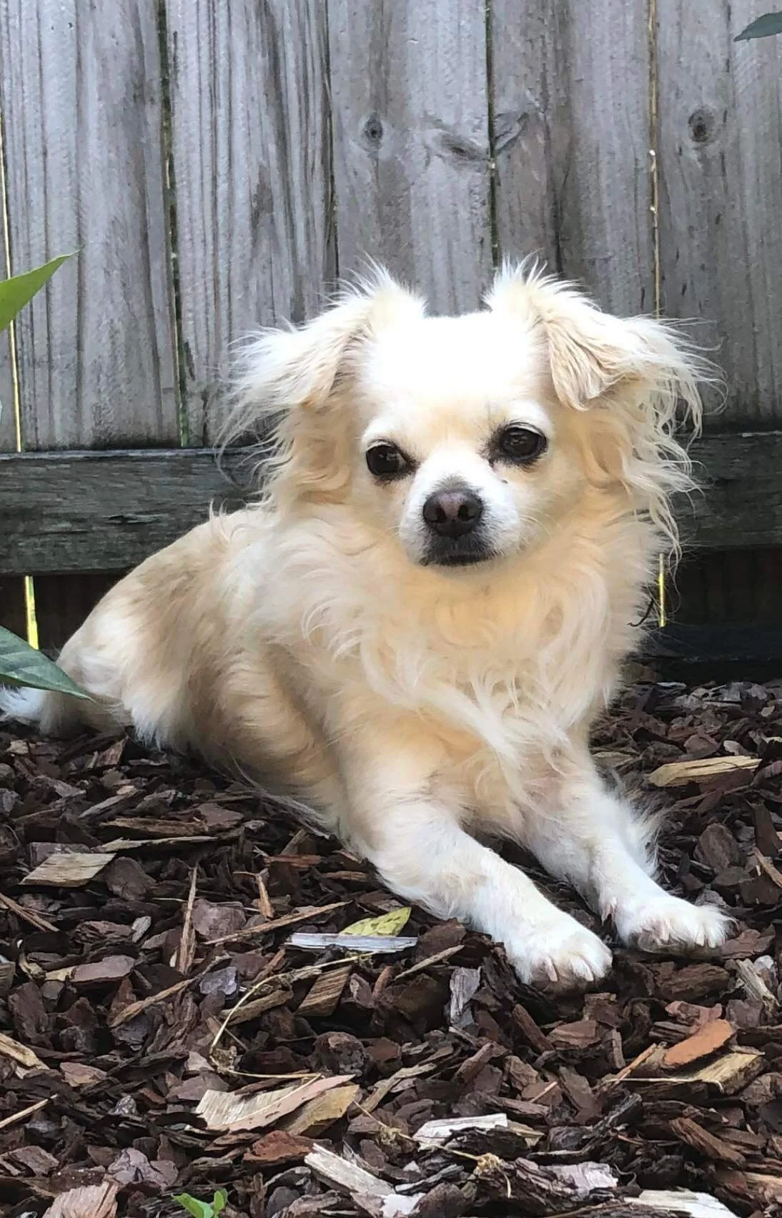 Rescue Your Next Best Friend - Adopt here — Best Friends Animal Rescue