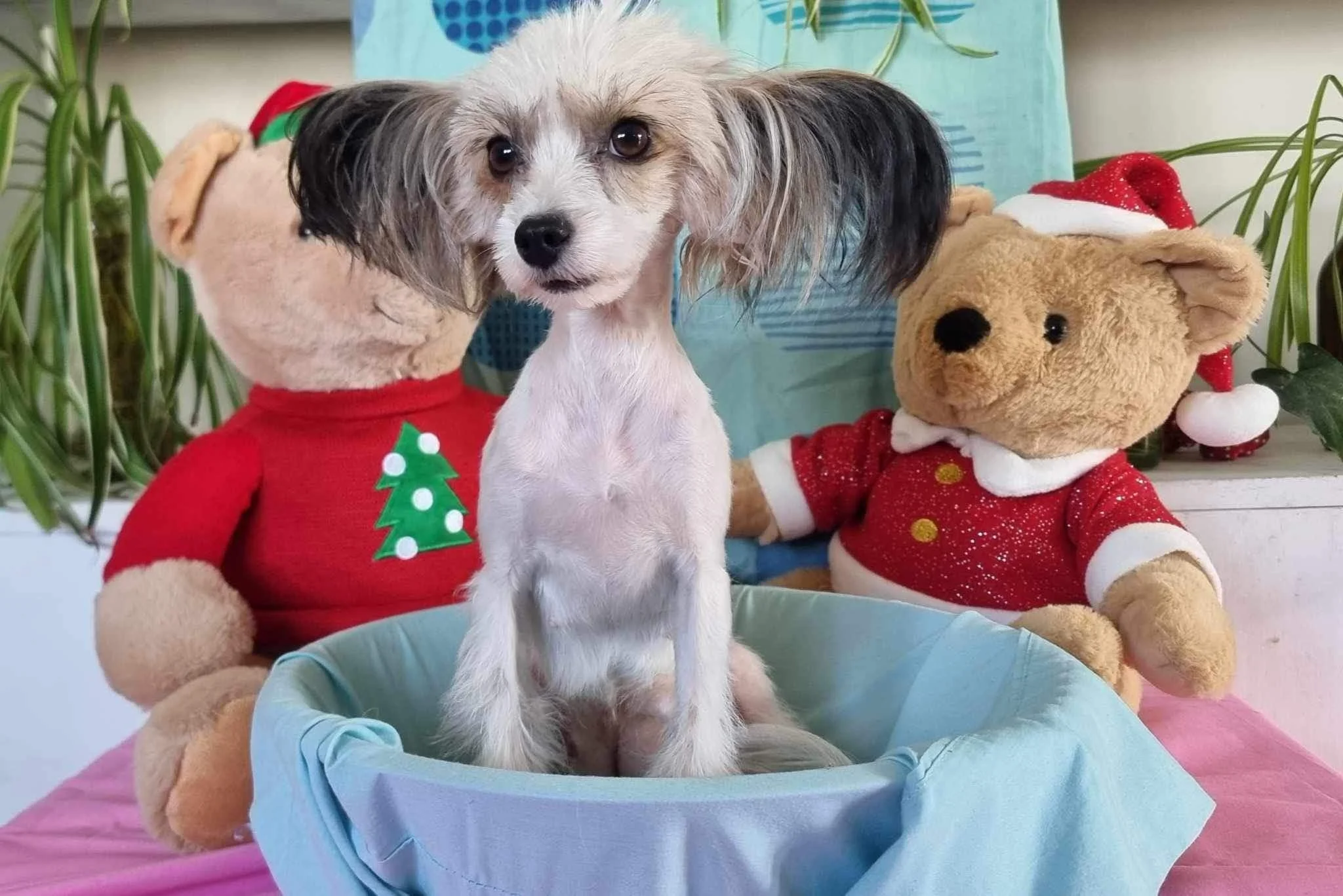 Rescue Your Next Best Friend - Adopt here — Best Friends Animal Rescue