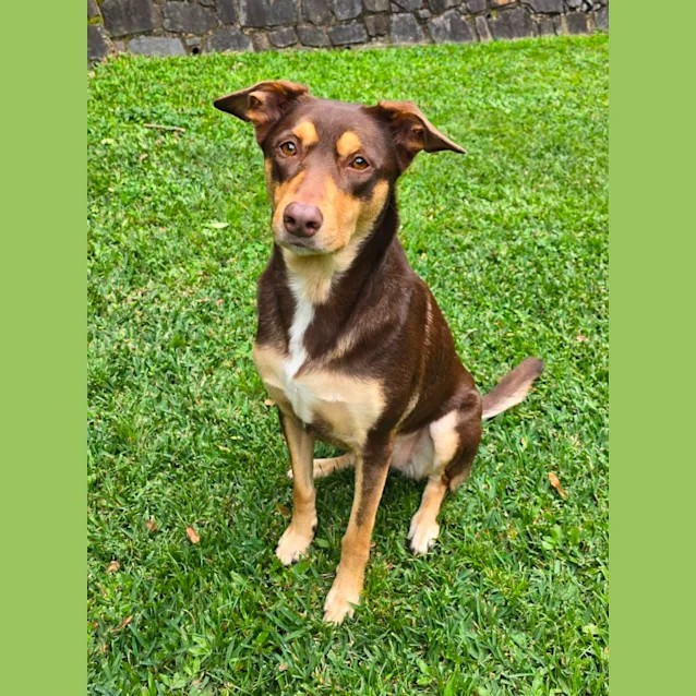 Rescue Your Next Best Friend - Adopt here — Best Friends Animal Rescue