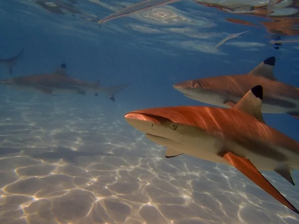 Tips on Moorea — Explore More Nature