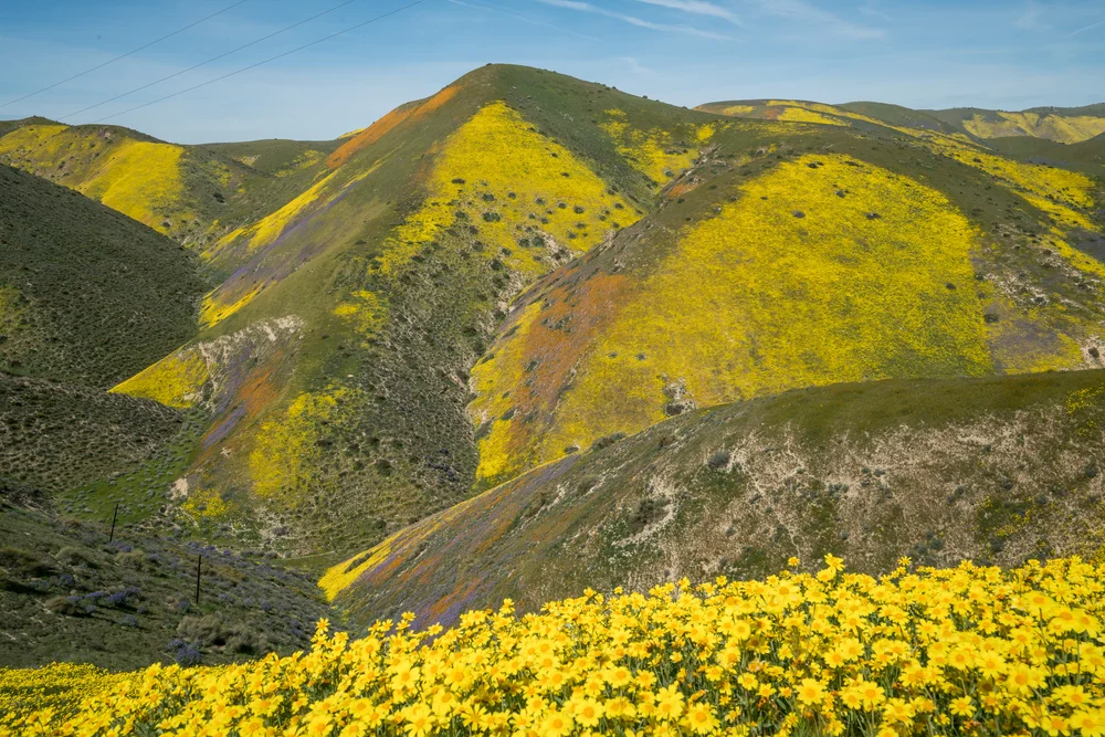 Best Locations & Current Conditions for Wildflowers in Southern ...