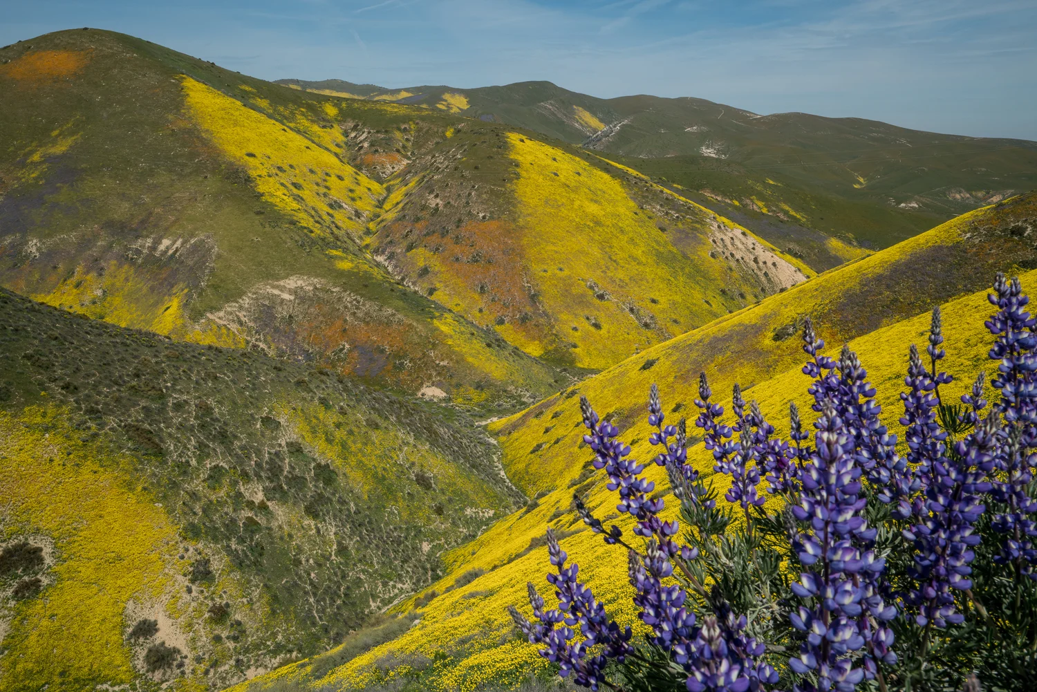 Best Locations & Current Conditions for Wildflowers in Southern ...