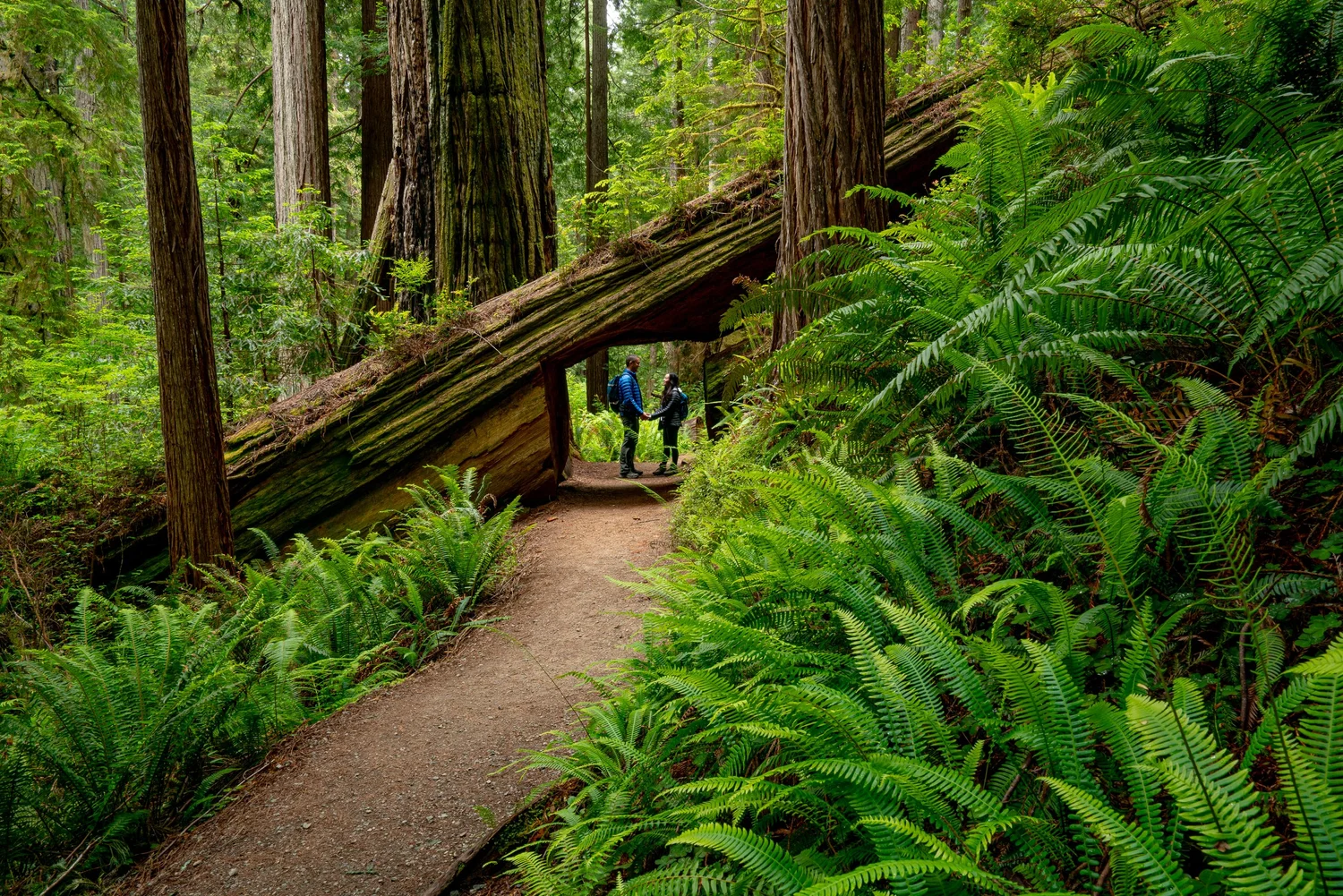 Most Beautiful Day Hikes in Redwood National and State Parks — Explore ...