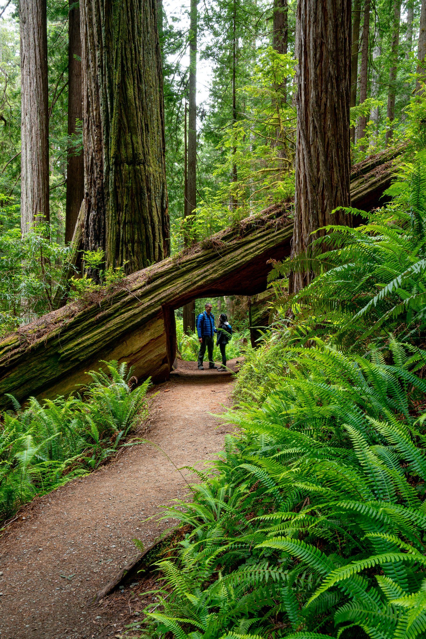 Most Beautiful Day Hikes in Redwood National and State Parks — Explore ...