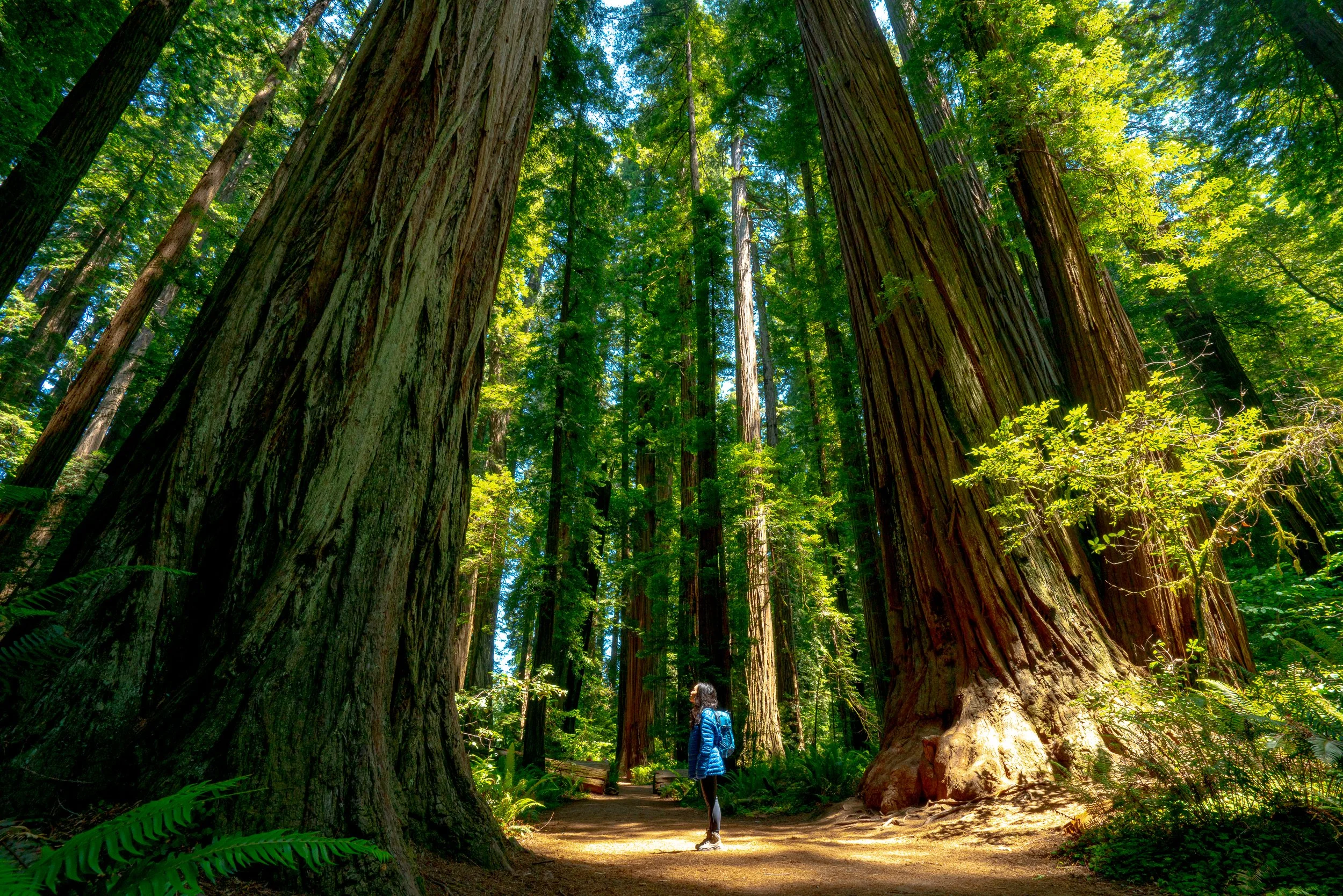 Most Beautiful Day Hikes in Redwood National and State Parks — Explore ...