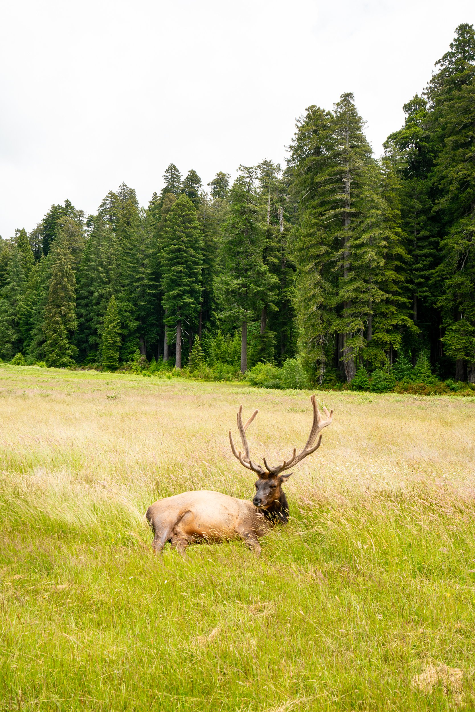 Most Beautiful Day Hikes in Redwood National and State Parks — Explore ...