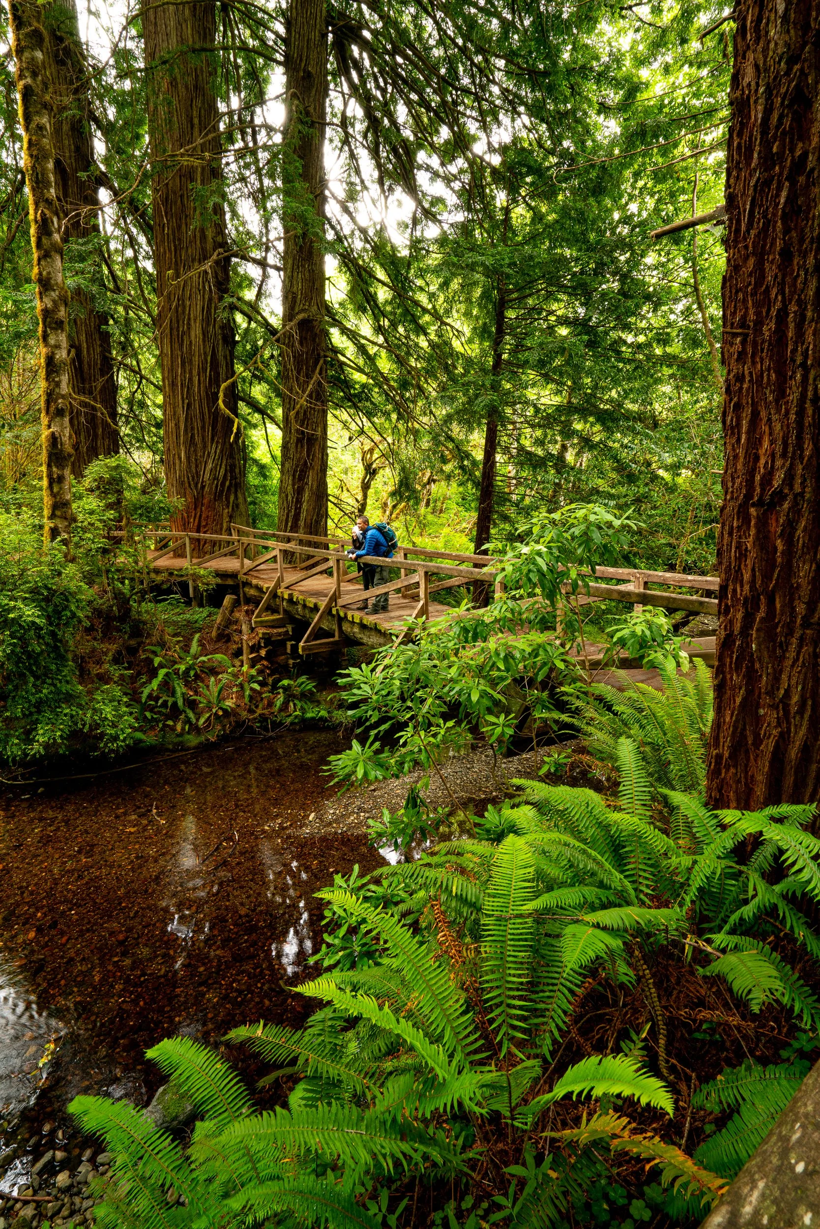 Most Beautiful Day Hikes in Redwood National and State Parks — Explore ...