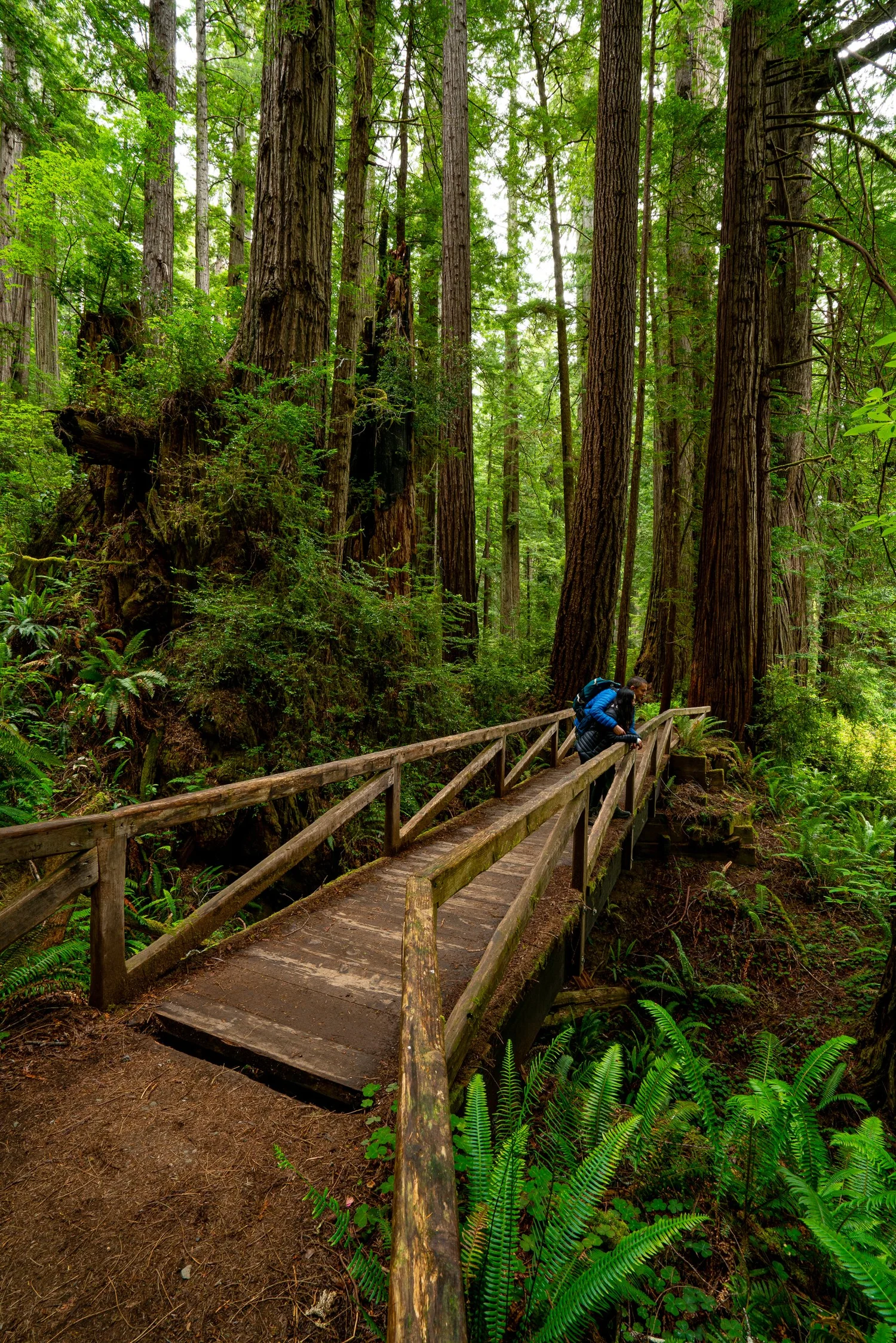 Most Beautiful Day Hikes in Redwood National and State Parks — Explore ...