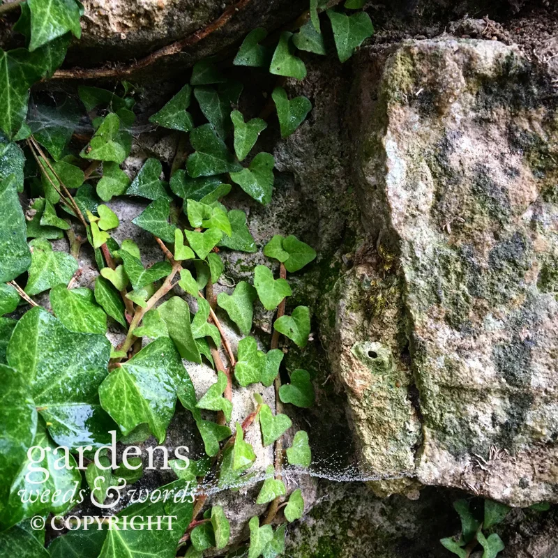 December light — GARDENS, WEEDS & WORDS