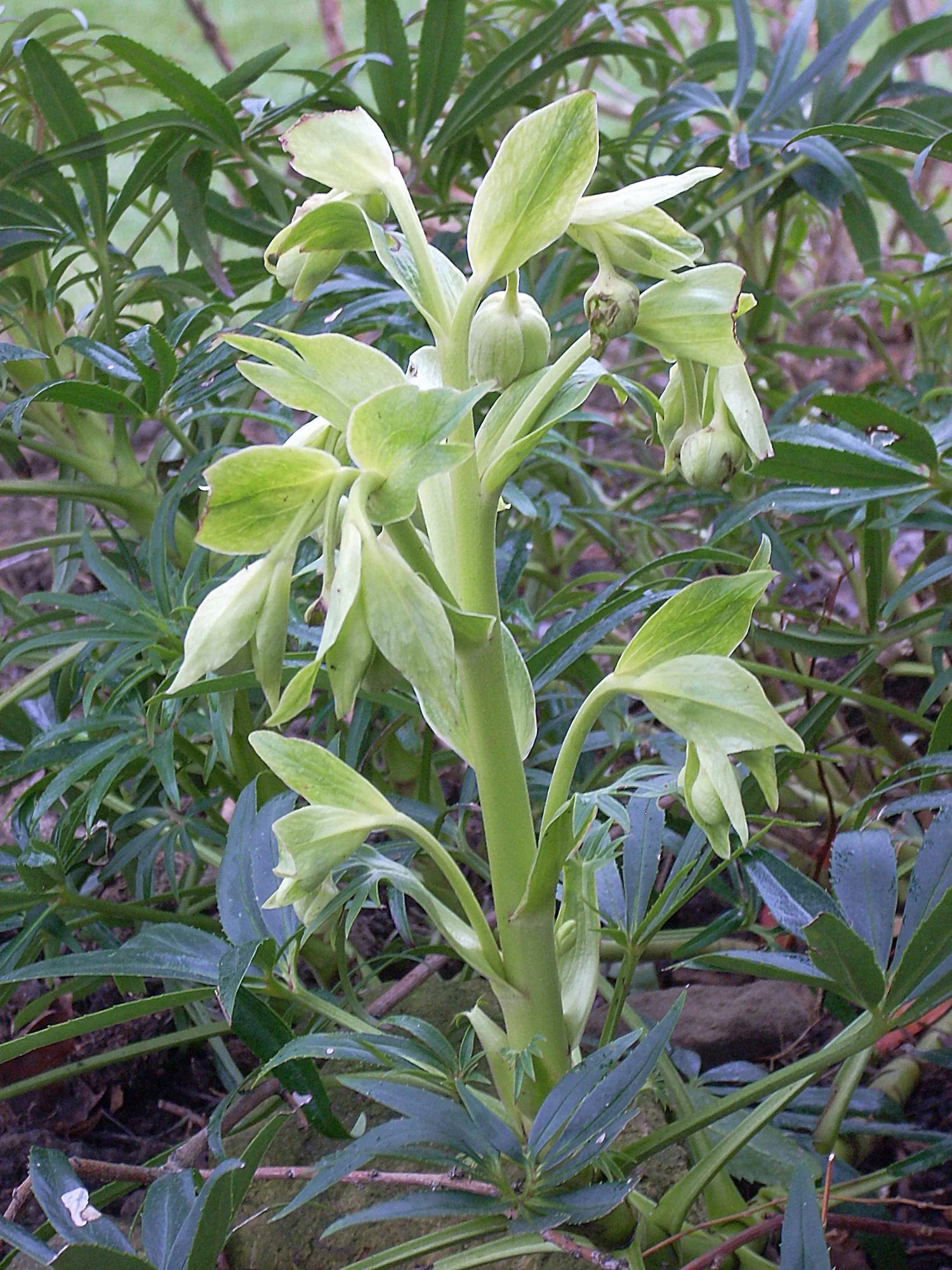 The handsome hellebore — GARDENS, WEEDS & WORDS