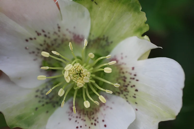 The handsome hellebore — GARDENS, WEEDS & WORDS