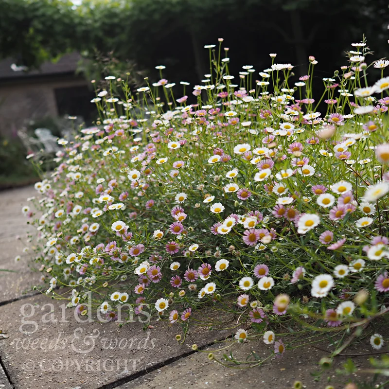 Erigeron – a doughty daisy — GARDENS, WEEDS & WORDS