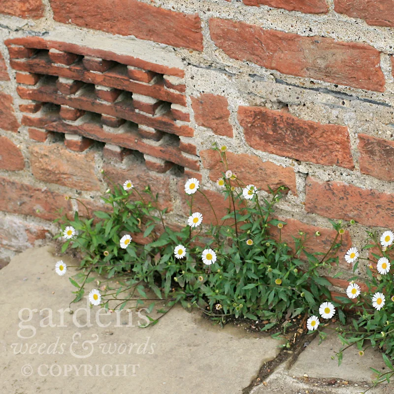 Erigeron – a doughty daisy — GARDENS, WEEDS & WORDS