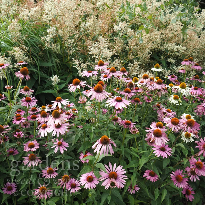 Five things from Sussex Prairie Gardens — GARDENS, WEEDS & WORDS