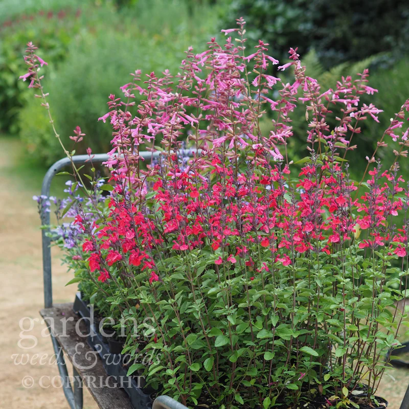 At Great Comp with William Dyson — GARDENS, WEEDS & WORDS