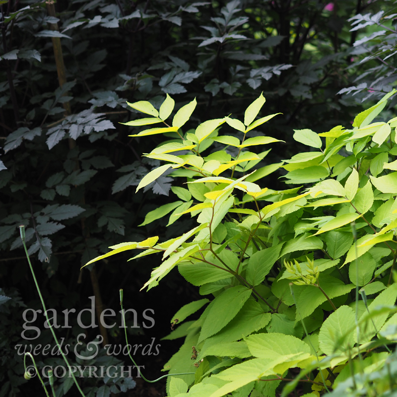 At Great Comp with William Dyson — GARDENS, WEEDS & WORDS